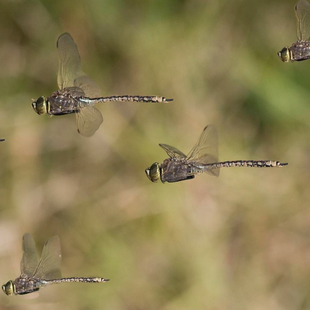 bug swarm – MotorOne